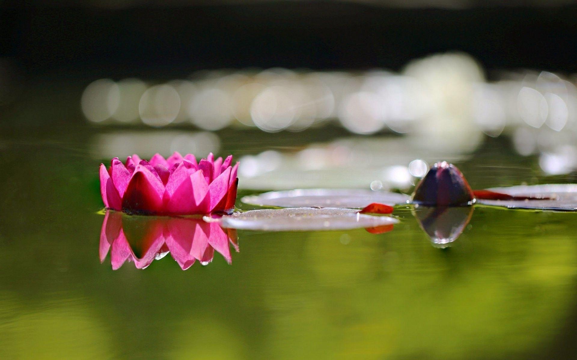 Lake Flowers Wallpapers - Top Free Lake Flowers Backgrounds ...