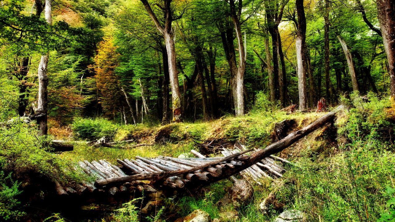 Old Forest Wallpapers - Top Free Old Forest Backgrounds - WallpaperAccess