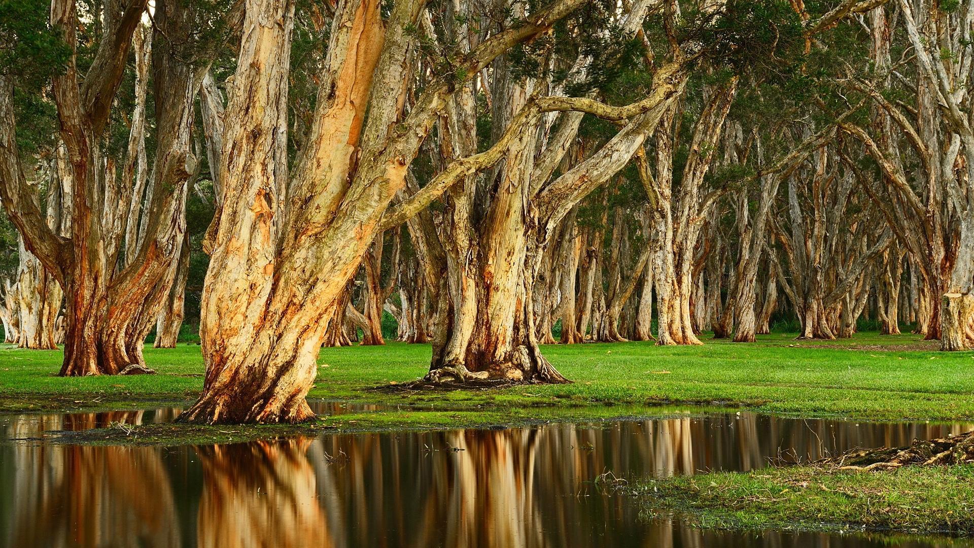 Old Forest Wallpapers - Top Free Old Forest Backgrounds - WallpaperAccess