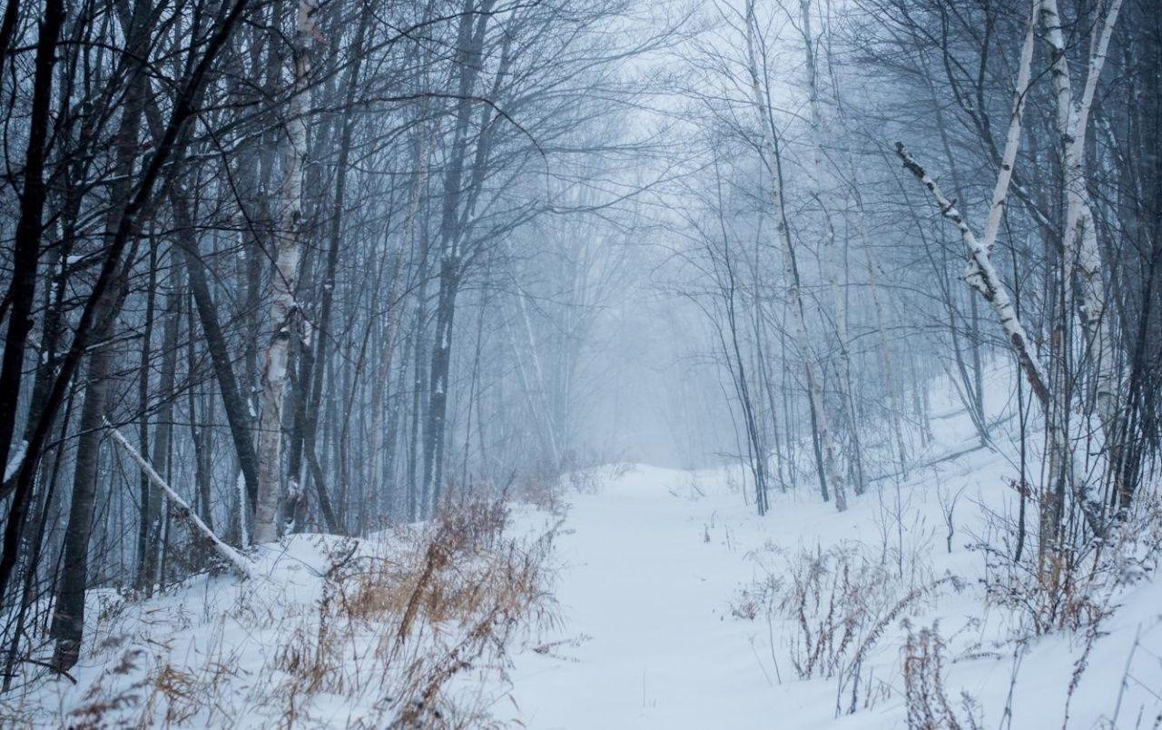 Canada Forest Wallpapers - Top Free Canada Forest Backgrounds ...