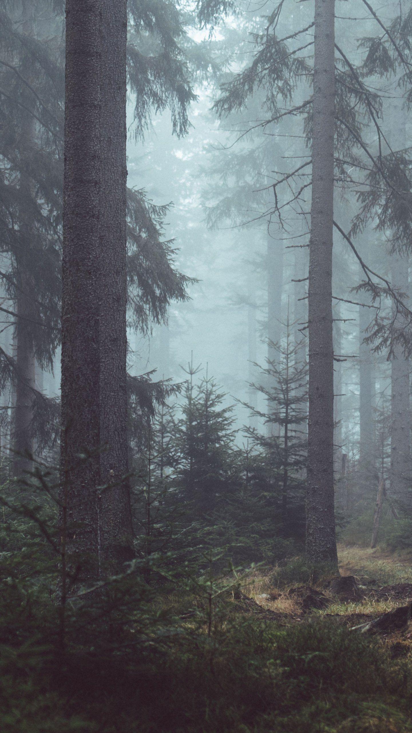 Old Forest Wallpapers - Top Free Old Forest Backgrounds - WallpaperAccess