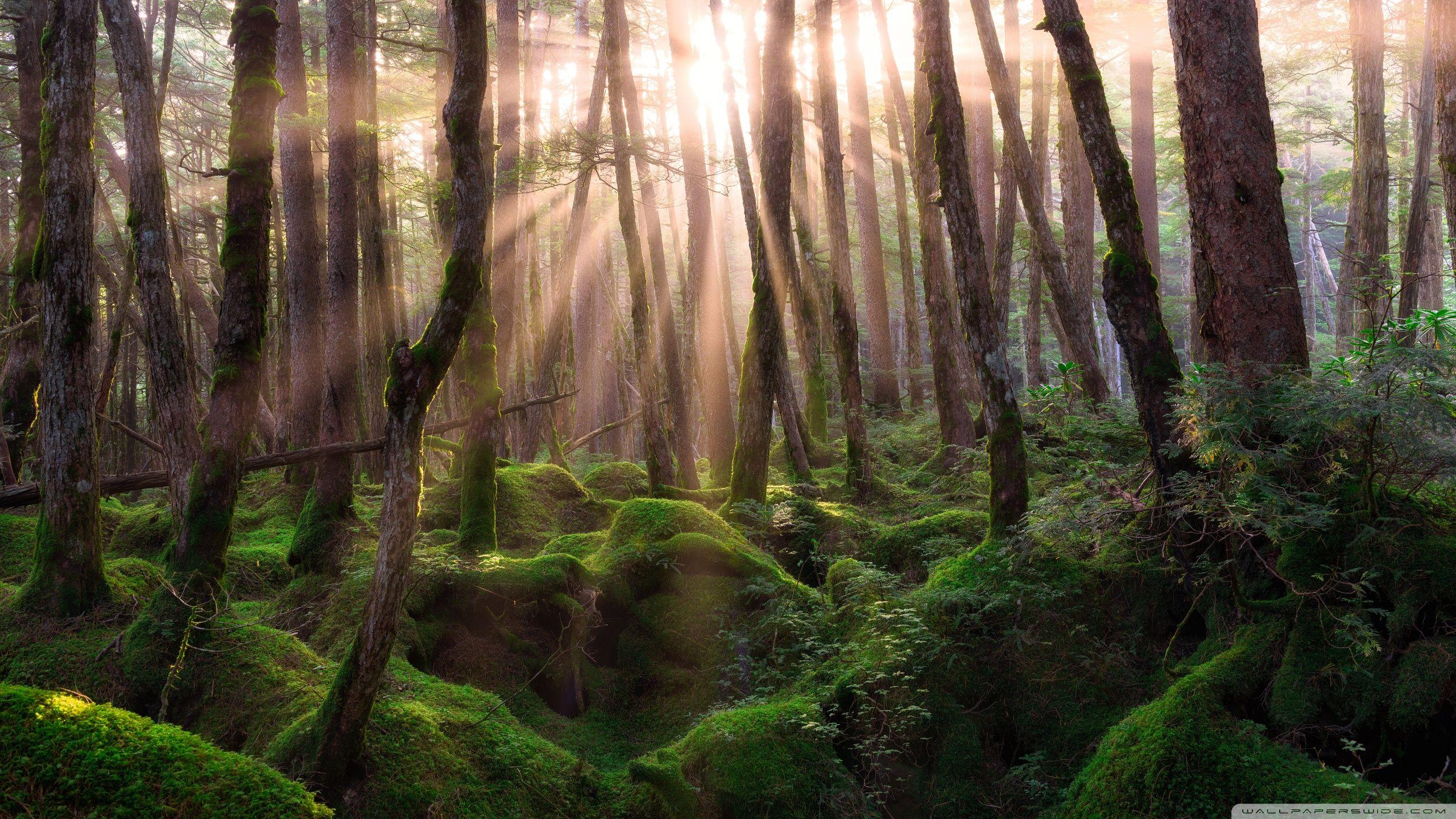 Old Forest Wallpapers - Top Free Old Forest Backgrounds - WallpaperAccess