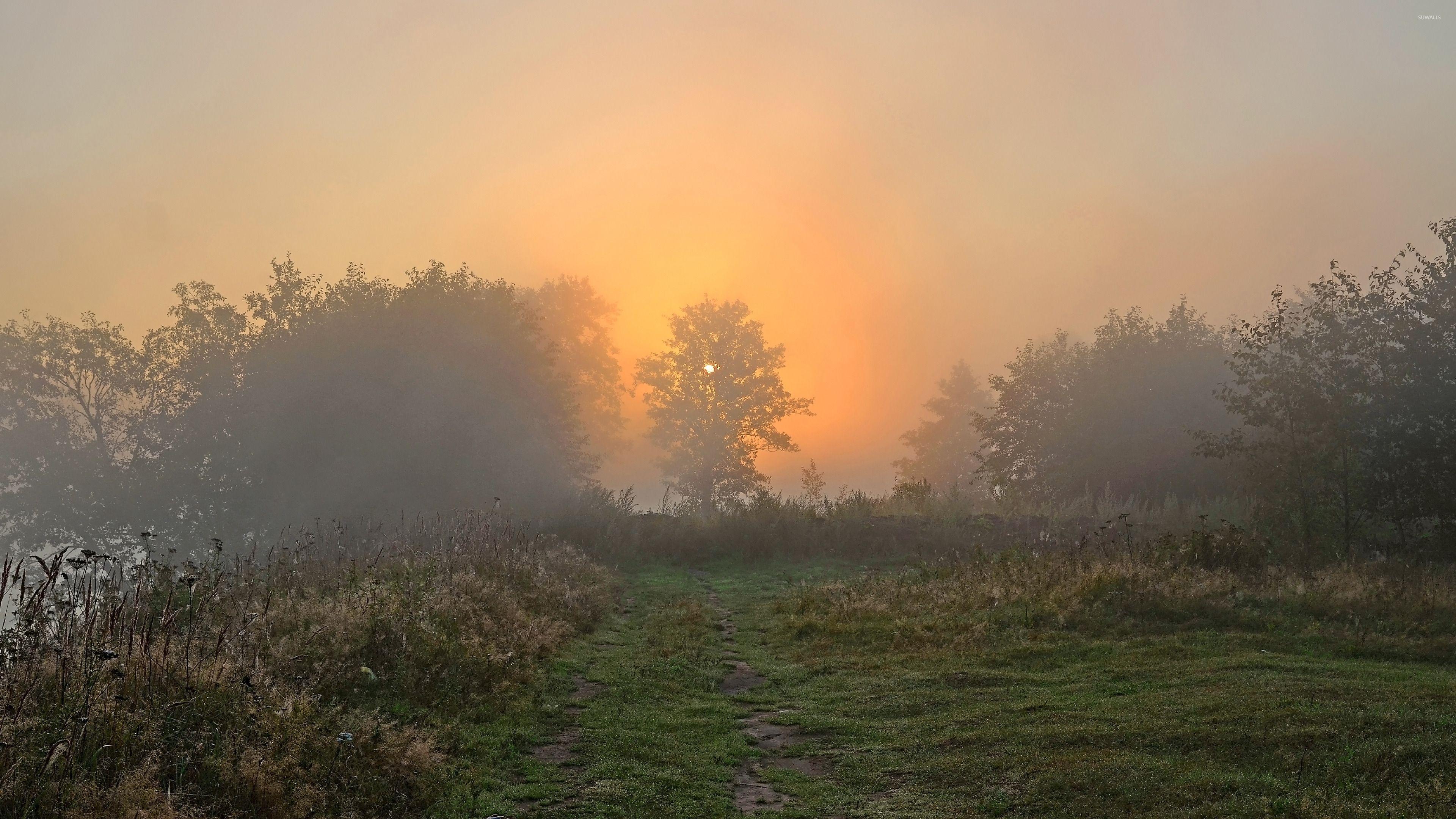 Forest Sunset Wallpapers - Top Free Forest Sunset Backgrounds ...