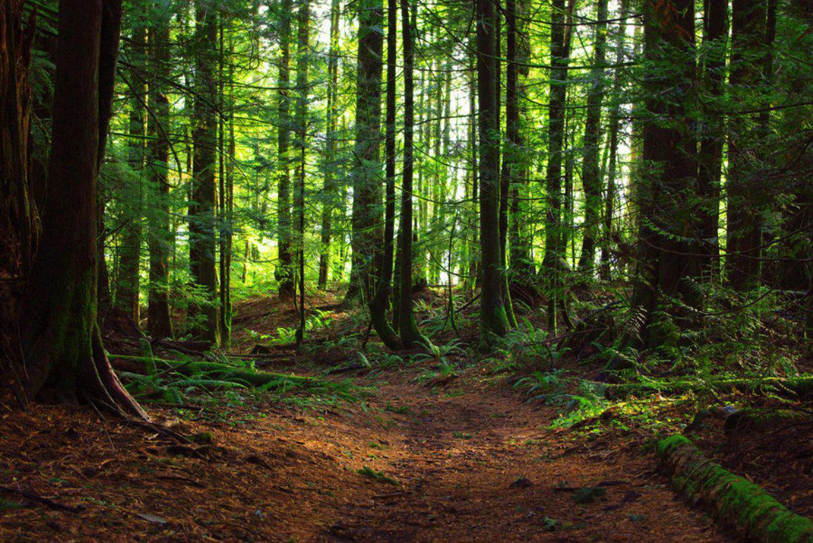 Spring Forest Desktop Wallpapers - Top Free Spring Forest Desktop ...