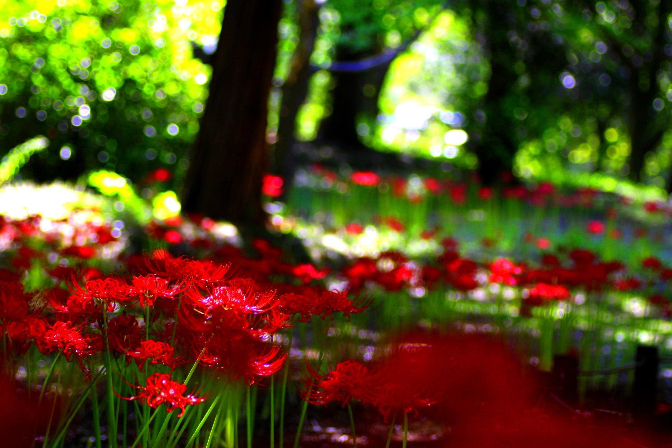 Spring Forest Desktop Wallpapers - Top Free Spring Forest Desktop ...