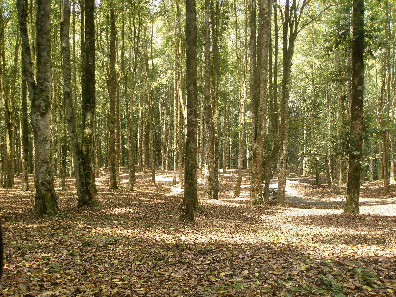 Spring Forest Desktop Wallpapers - Top Free Spring Forest Desktop ...