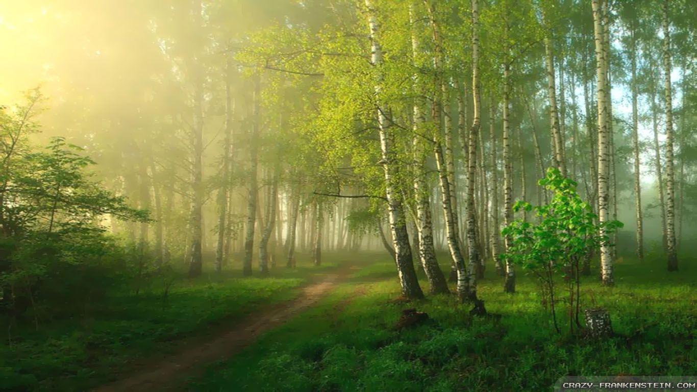 Spring Forest Desktop Wallpapers - Top Free Spring Forest Desktop ...