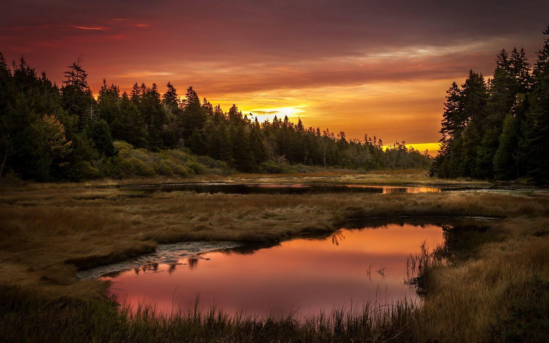 Forest Sunset Wallpapers - Top Free Forest Sunset Backgrounds ...