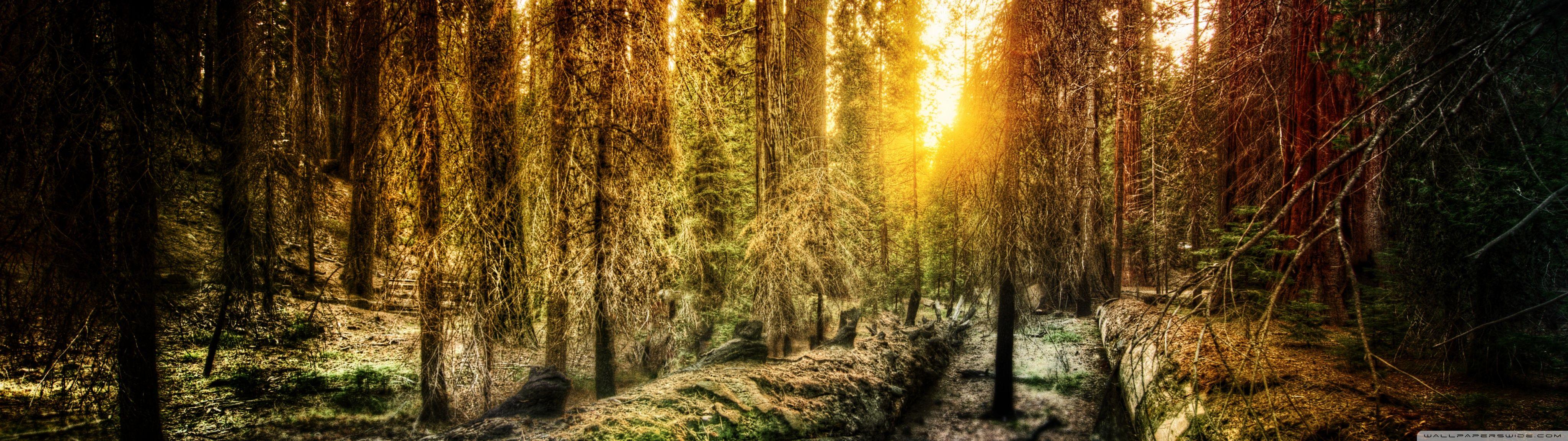 Old Forest Wallpapers - Top Free Old Forest Backgrounds - WallpaperAccess