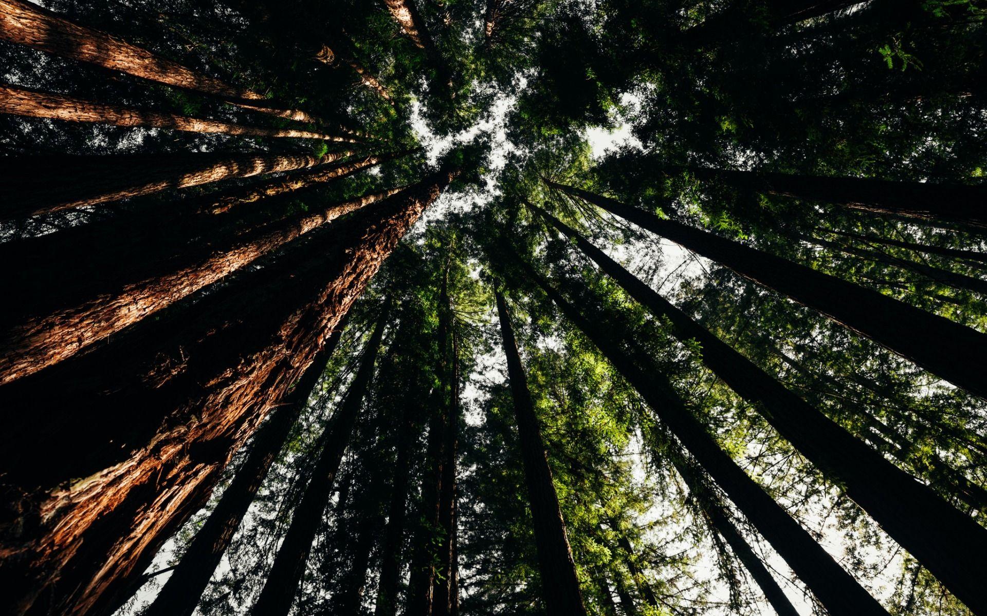 Tall Wallpapers - Top Free Tall Backgrounds - WallpaperAccess