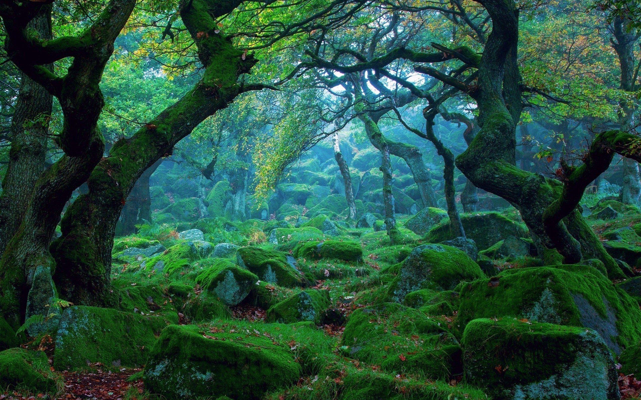 Old Forest Wallpapers - Top Free Old Forest Backgrounds - WallpaperAccess