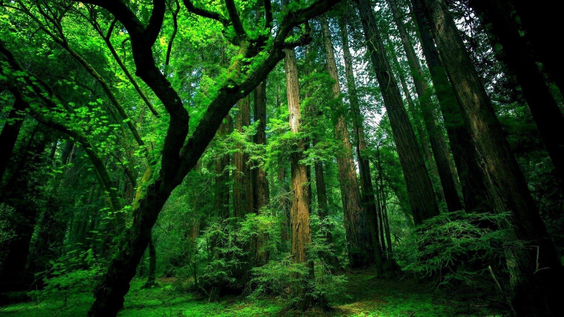 Old Forest Wallpapers - Top Free Old Forest Backgrounds - WallpaperAccess