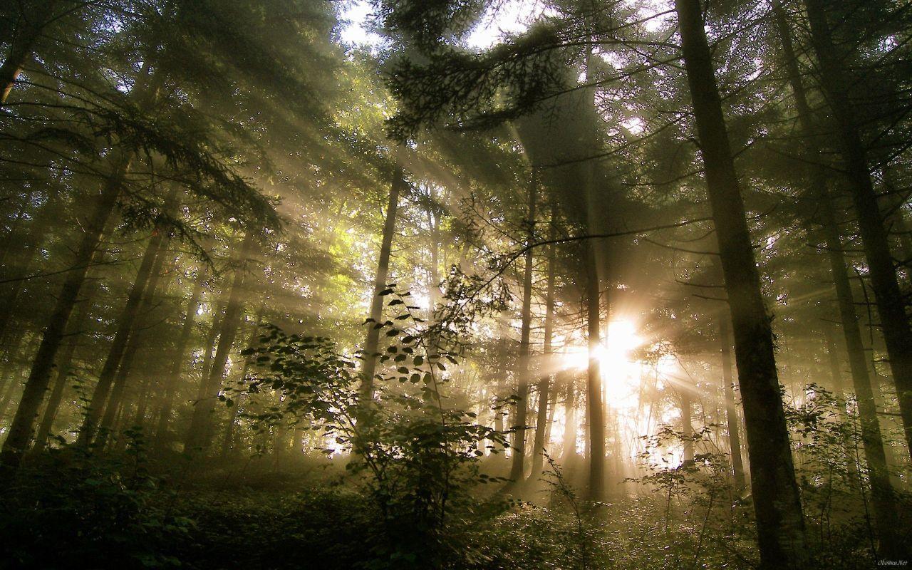 Old Forest Wallpapers - Top Free Old Forest Backgrounds - WallpaperAccess