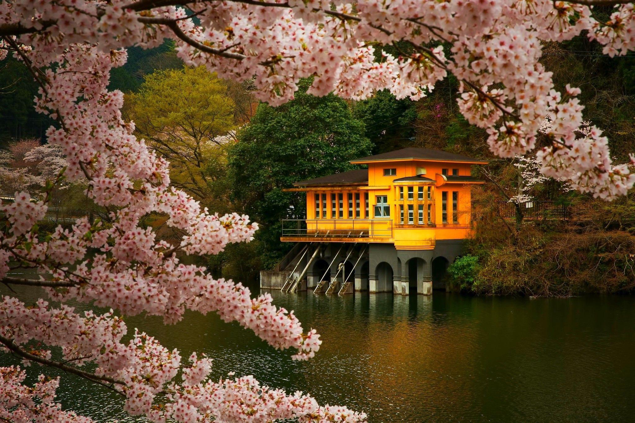 Lake Flowers Wallpapers - Top Free Lake Flowers Backgrounds ...