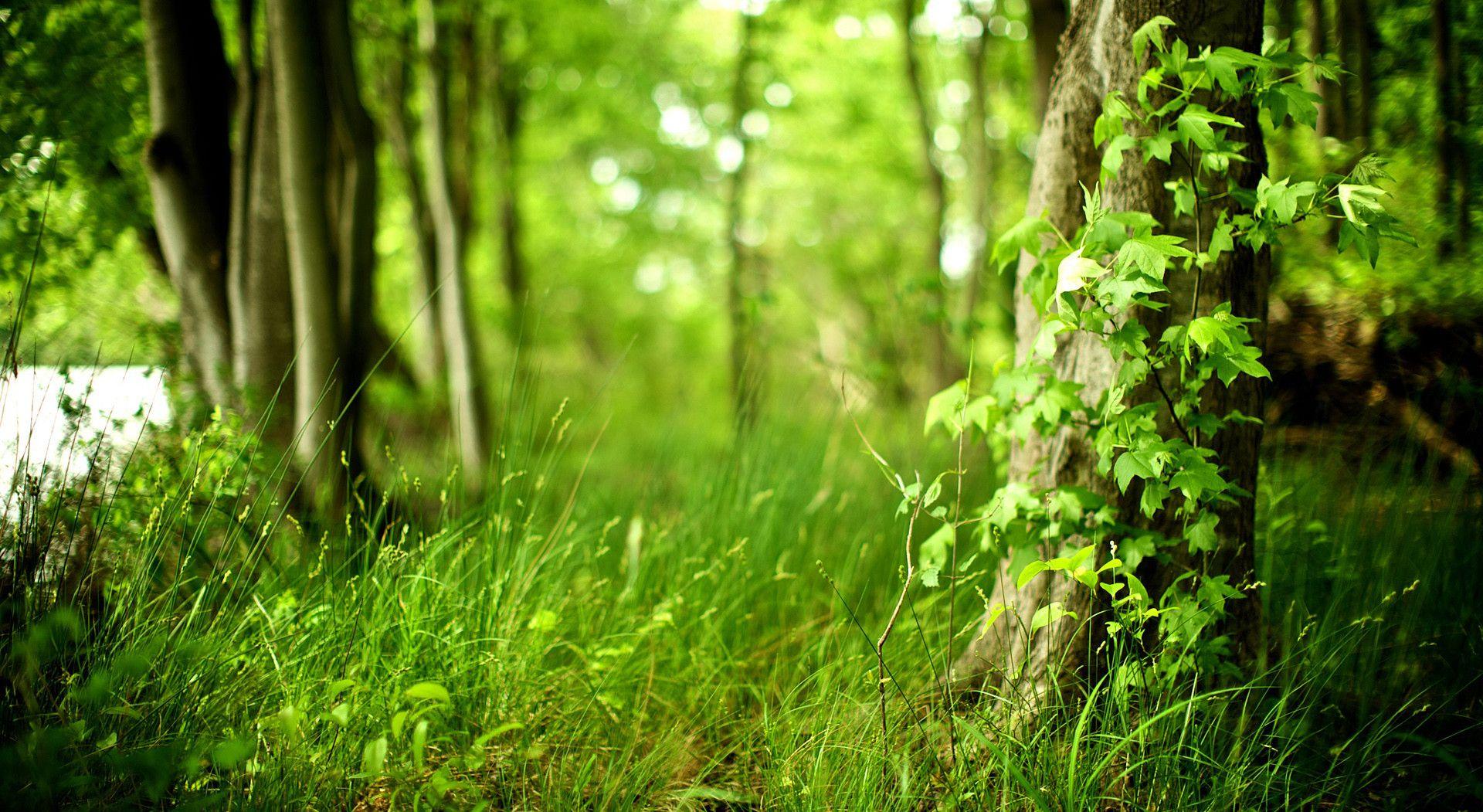 Spring Forest Desktop Wallpapers - Top Free Spring Forest Desktop ...