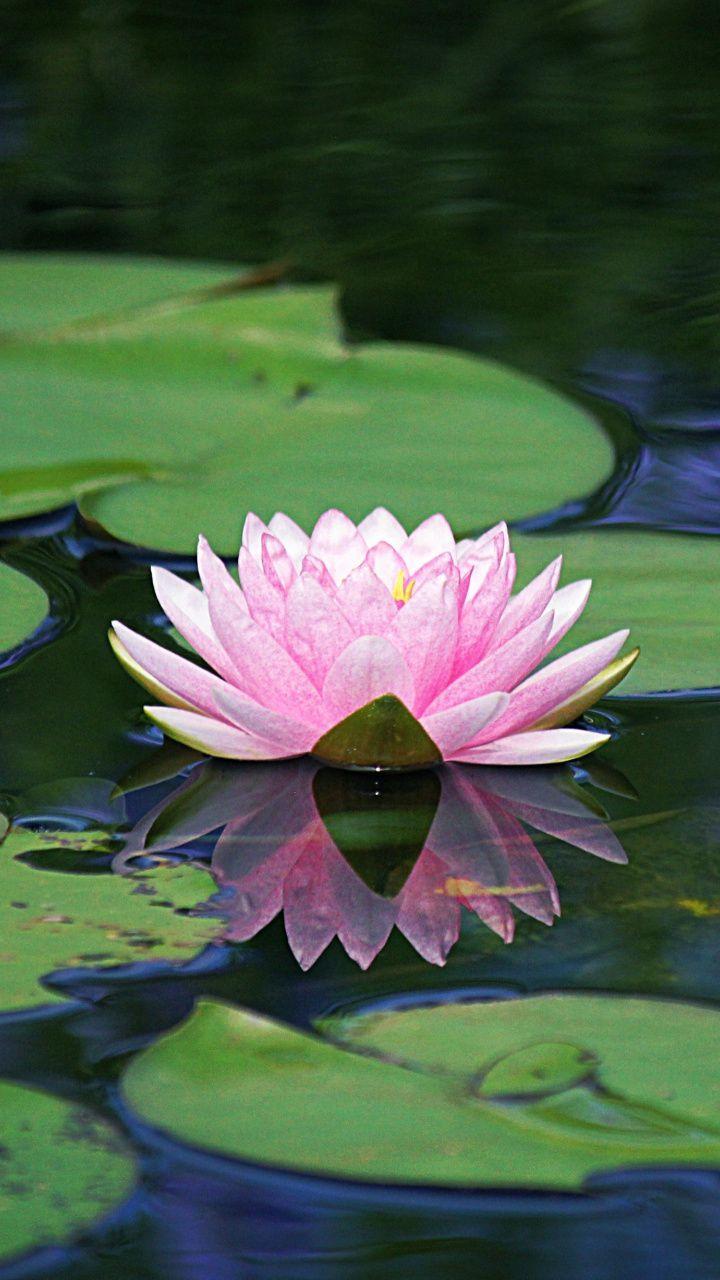 Lake Flowers Wallpapers - Top Free Lake Flowers Backgrounds ...