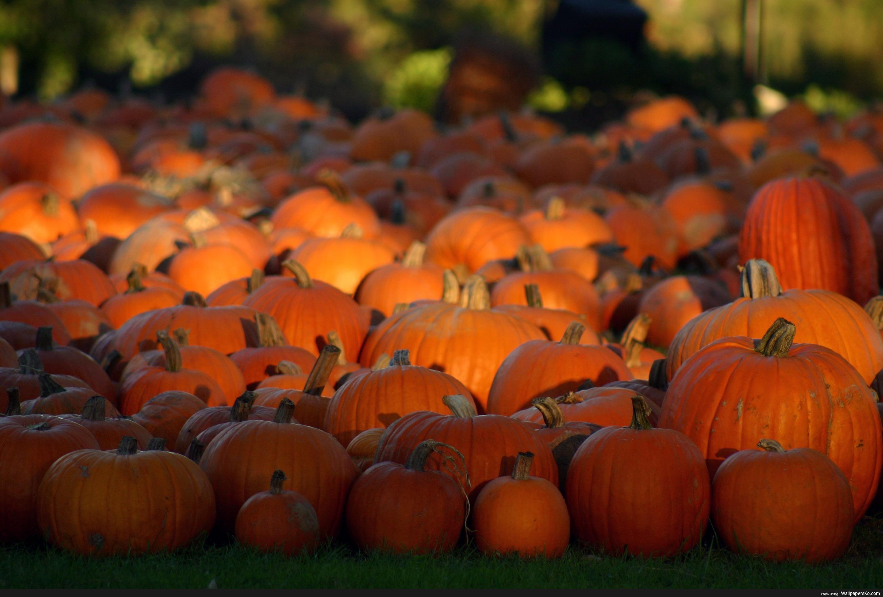 HD Pumpkin Wallpapers - Top Free HD Pumpkin Backgrounds - WallpaperAccess