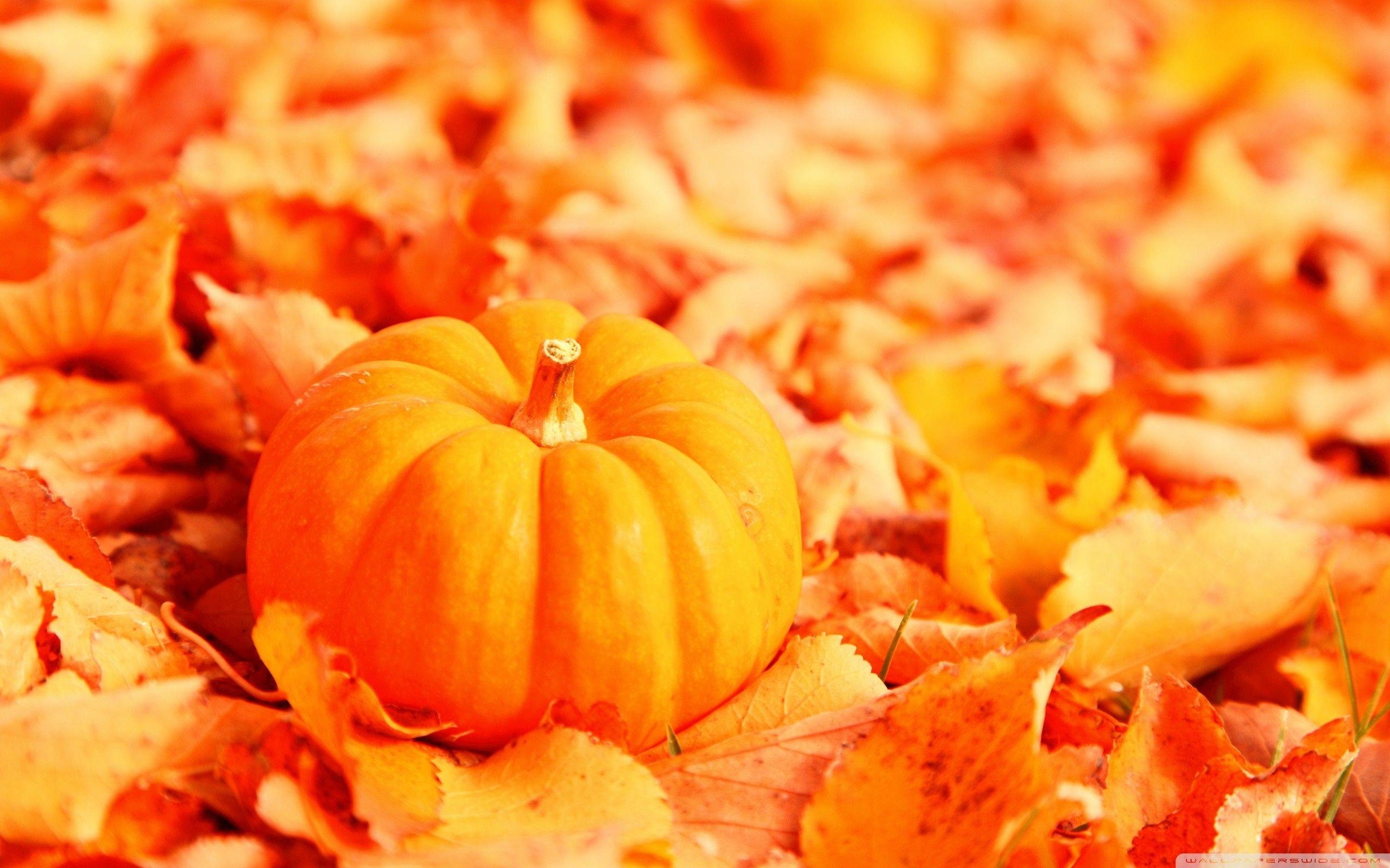 HD Pumpkin Wallpapers - Top Free HD Pumpkin Backgrounds - WallpaperAccess