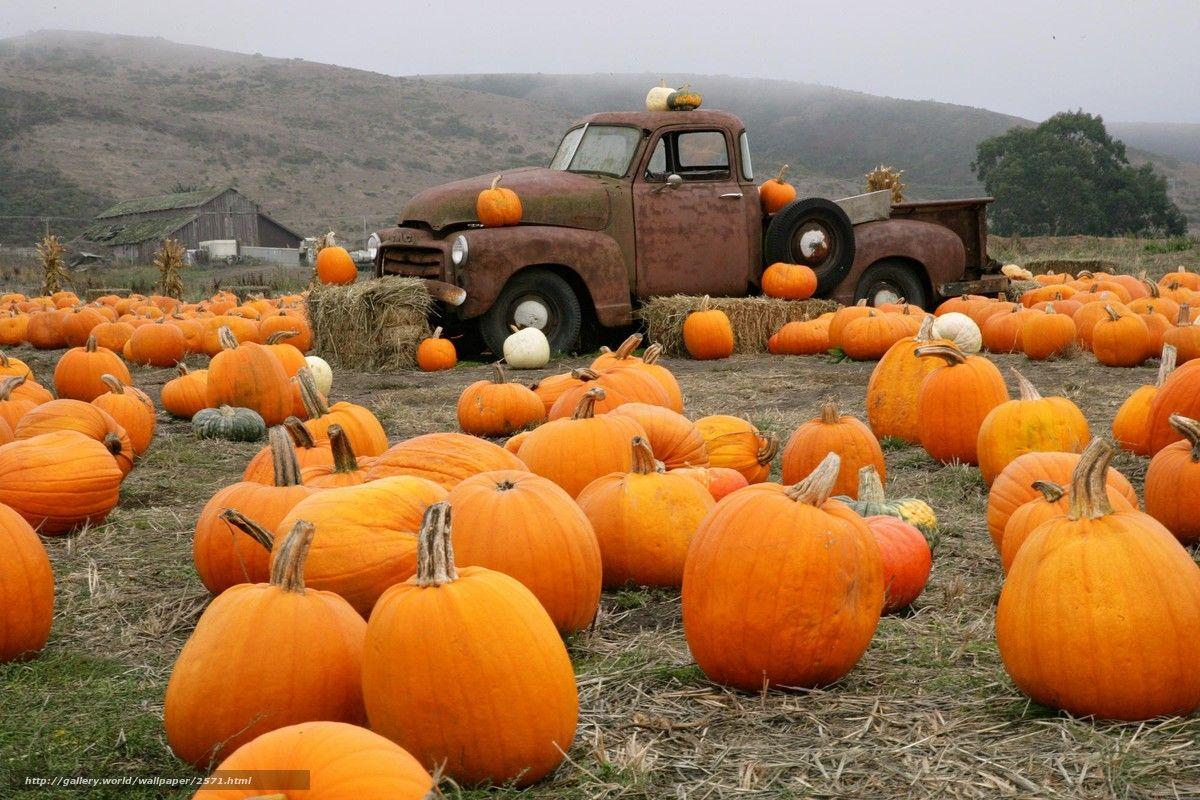 Pumpkin Farm Wallpapers - Top Free Pumpkin Farm Backgrounds ...