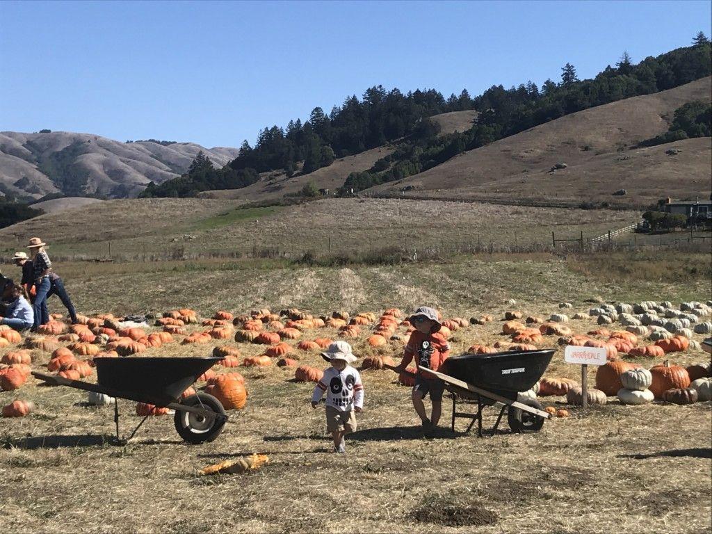 Pumpkin Farm Wallpapers - Top Free Pumpkin Farm Backgrounds ...