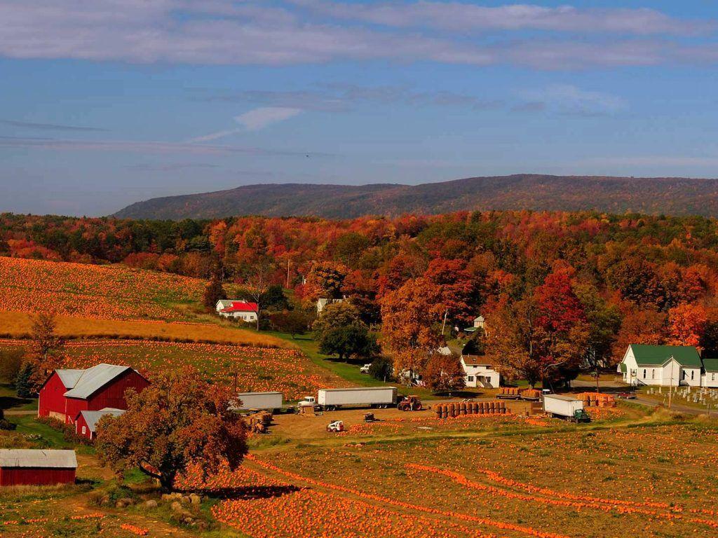 Pumpkin Farm Wallpapers - Top Free Pumpkin Farm Backgrounds ...