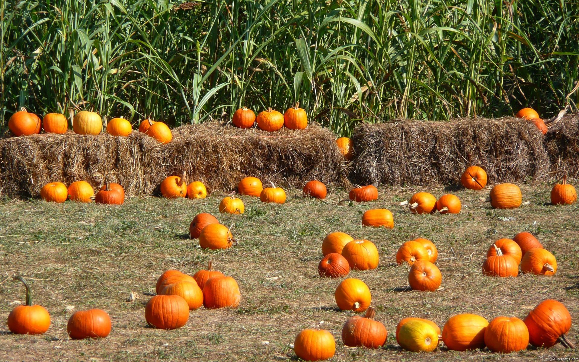 Pumpkin Farm Wallpapers - Top Free Pumpkin Farm Backgrounds ...