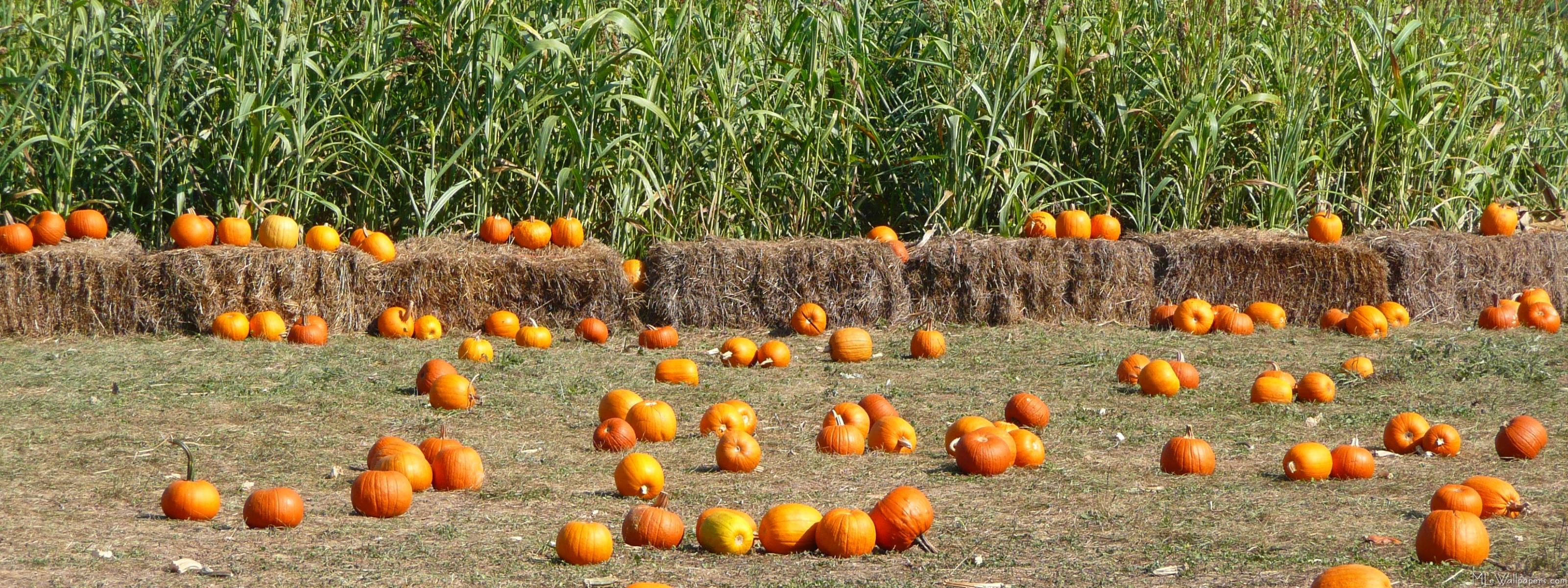 Pumpkin Farm Wallpapers - Top Free Pumpkin Farm Backgrounds ...