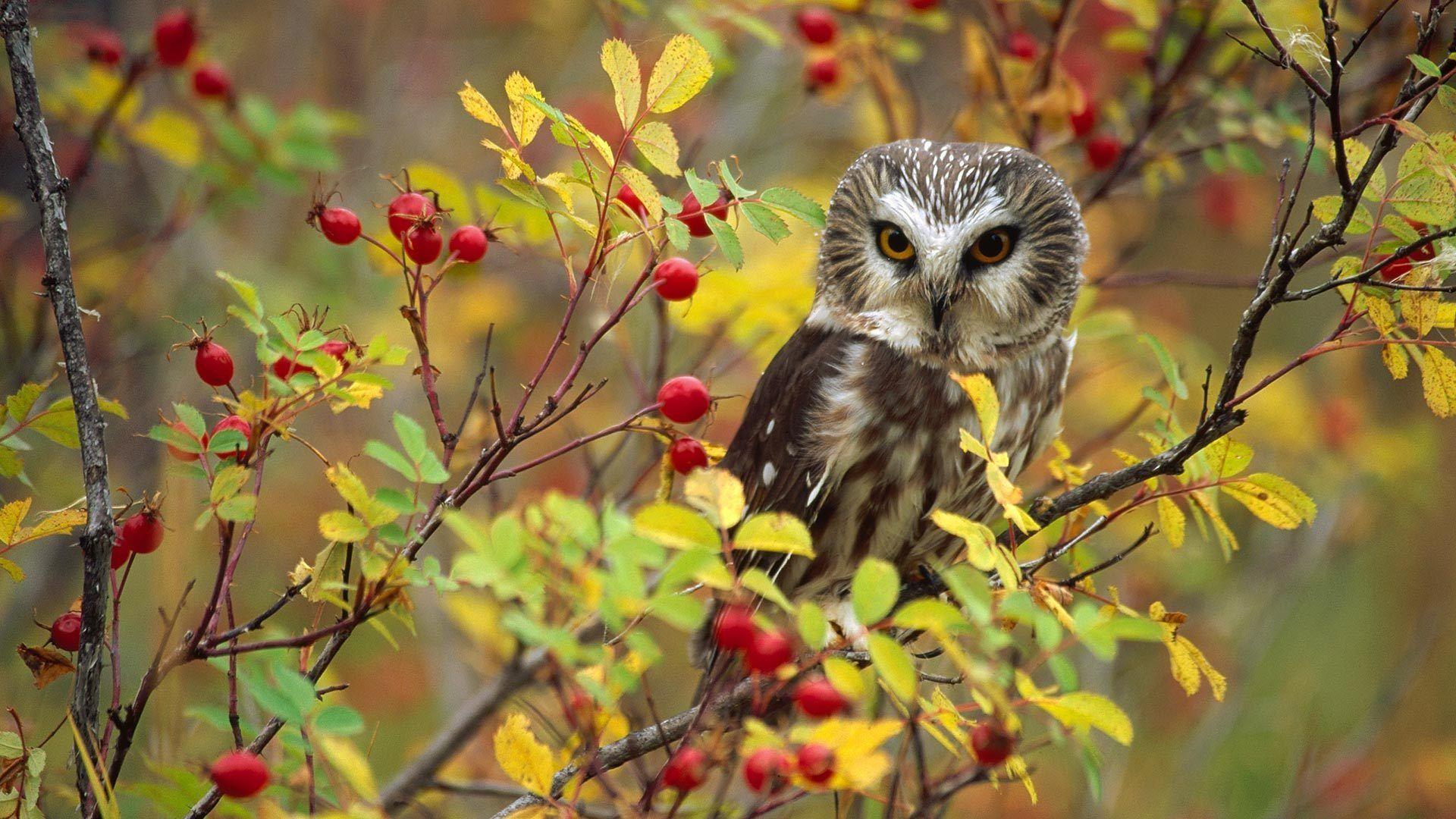 Fall Owl Wallpapers - Top Free Fall Owl Backgrounds - WallpaperAccess