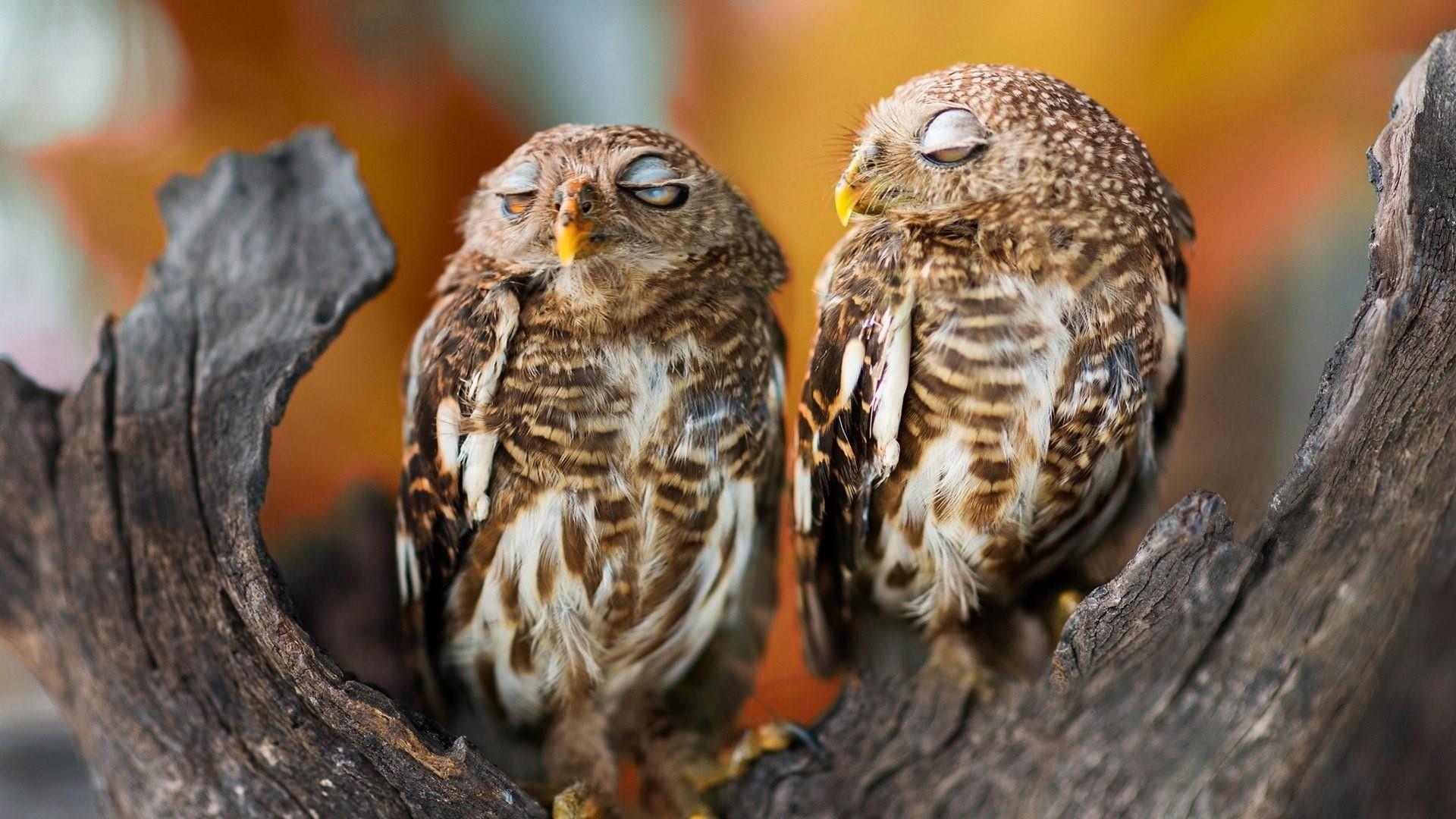 Autumn Owl Wallpapers - Top Free Autumn Owl Backgrounds - WallpaperAccess