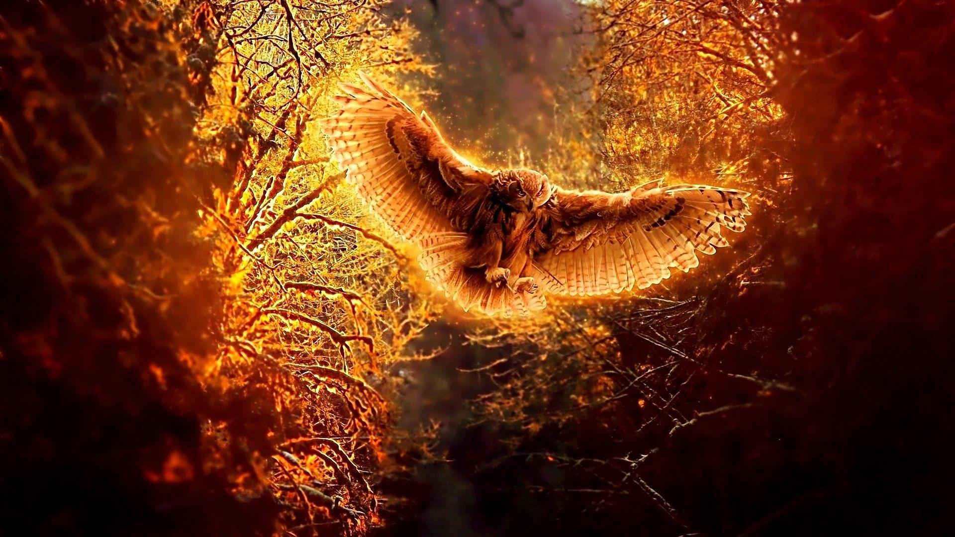 Autumn Owl Wallpapers - Top Free Autumn Owl Backgrounds - WallpaperAccess