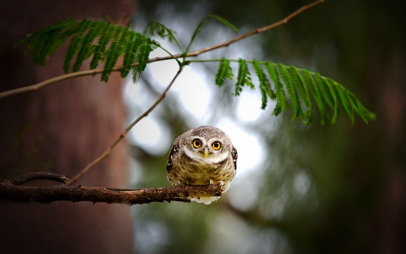 Owl Funny Wallpapers - Top Free Owl Funny Backgrounds - WallpaperAccess Owl Funny Wallpapers - Top Free Owl Funny Backgrounds - WallpaperAccess