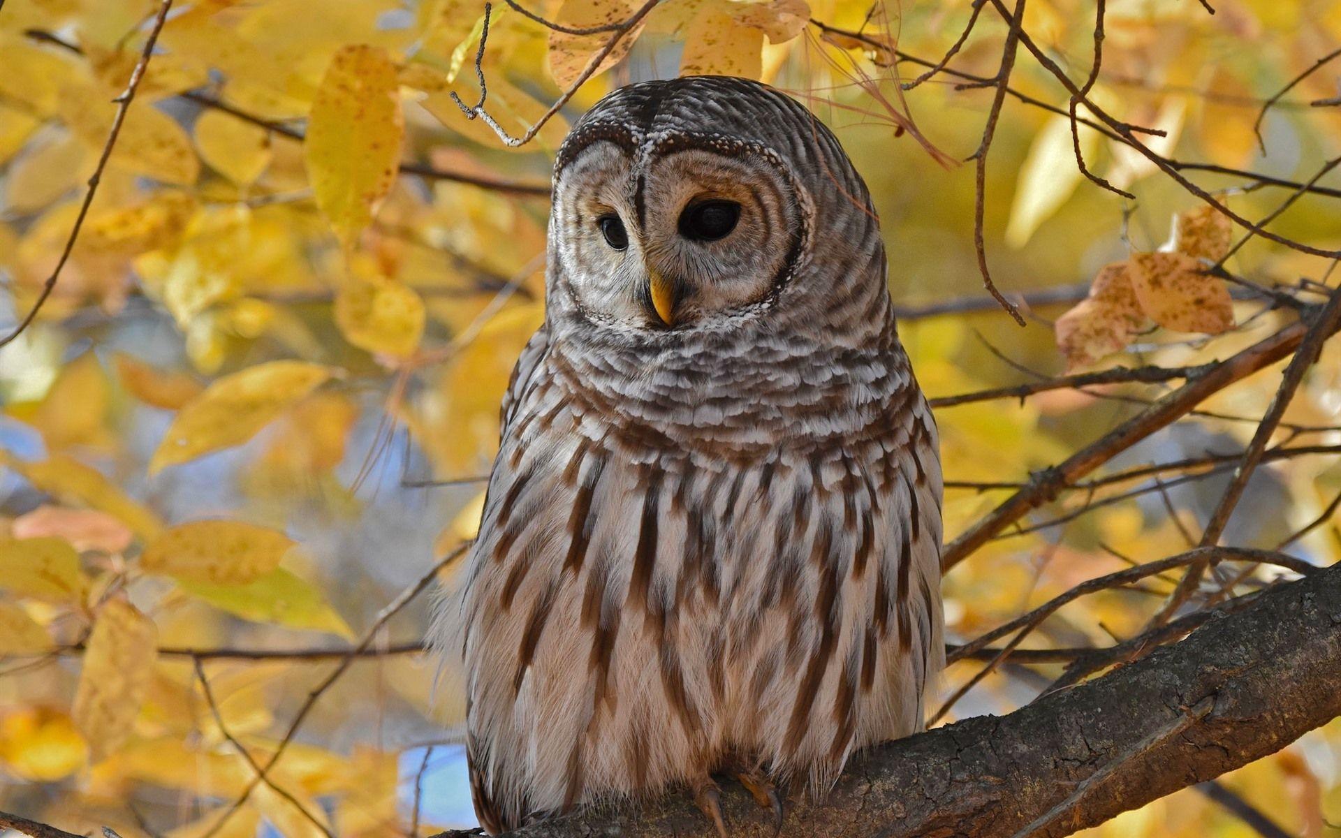 Fall Owls Wallpapers - Top Free Fall Owls Backgrounds - WallpaperAccess
