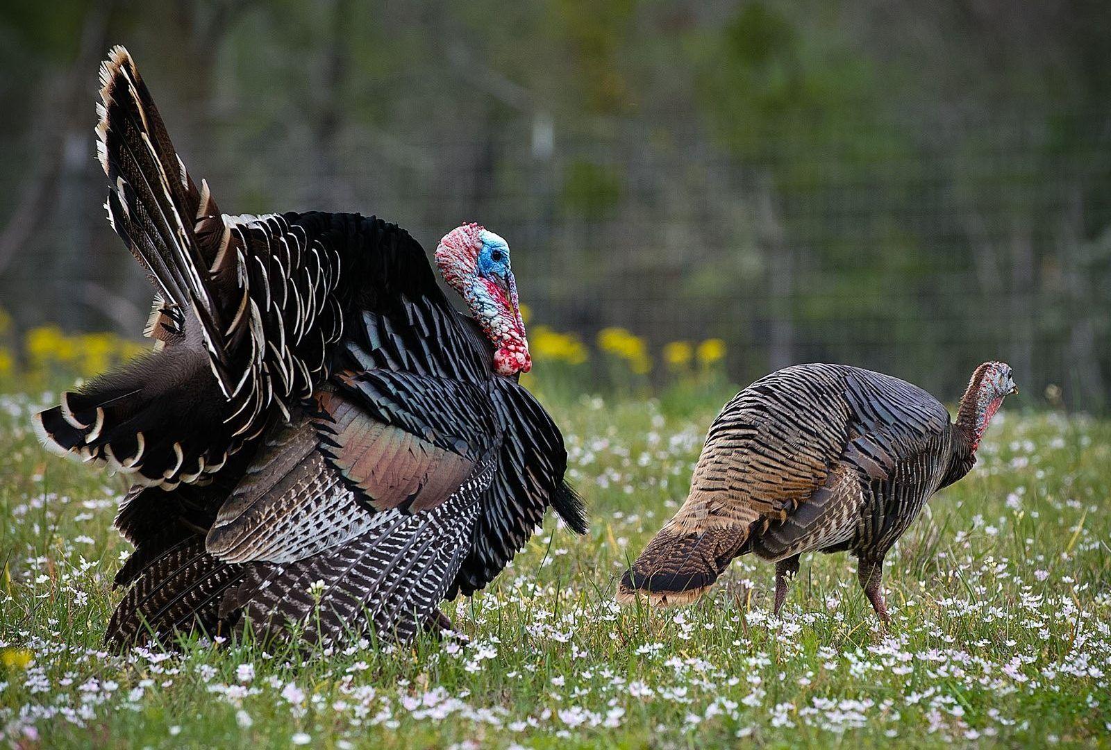 Thanksgiving Turkey Desktop Wallpapers - Top Free Thanksgiving Turkey ...