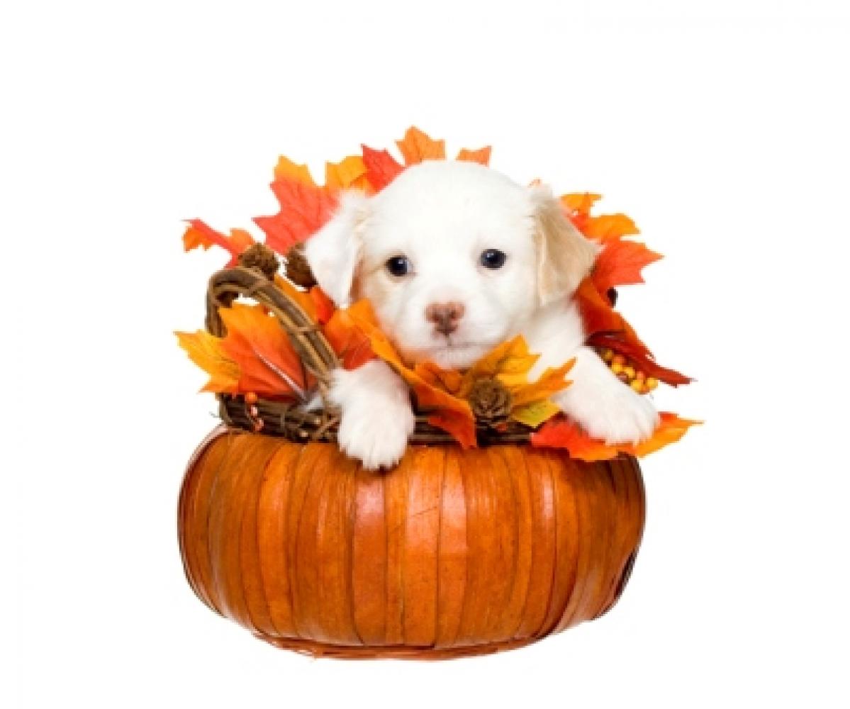 Cute Dog Thanksgiving Wallpapers - Top Free Cute Dog Thanksgiving ...