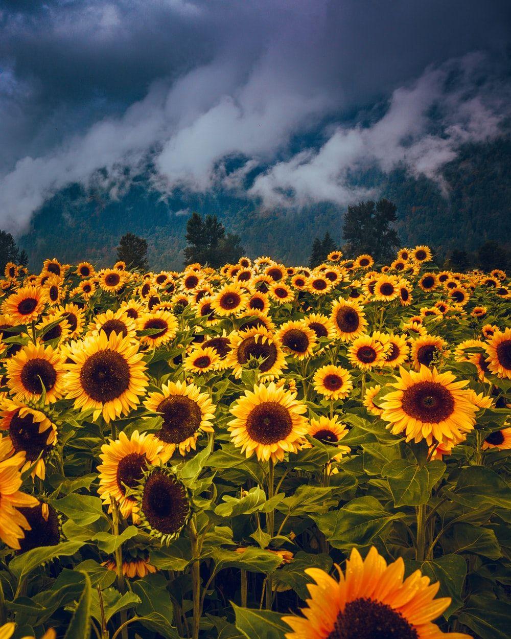 Autumn Sunflower Wallpapers - Top Free Autumn Sunflower Backgrounds ...