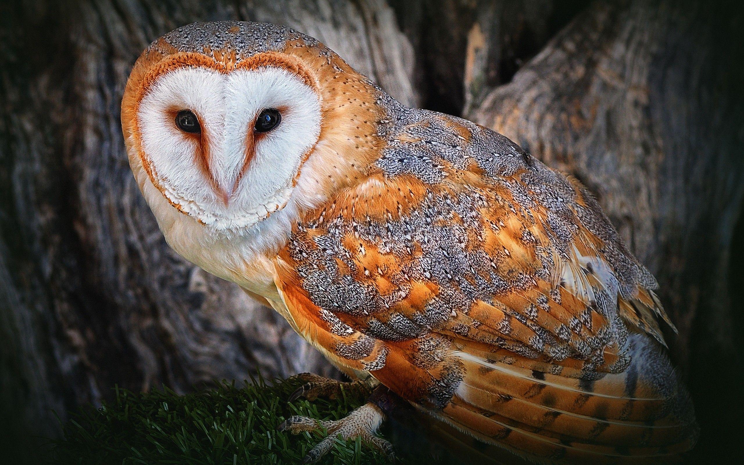Barn Owl Wallpapers - Top Free Barn Owl Backgrounds - WallpaperAccess