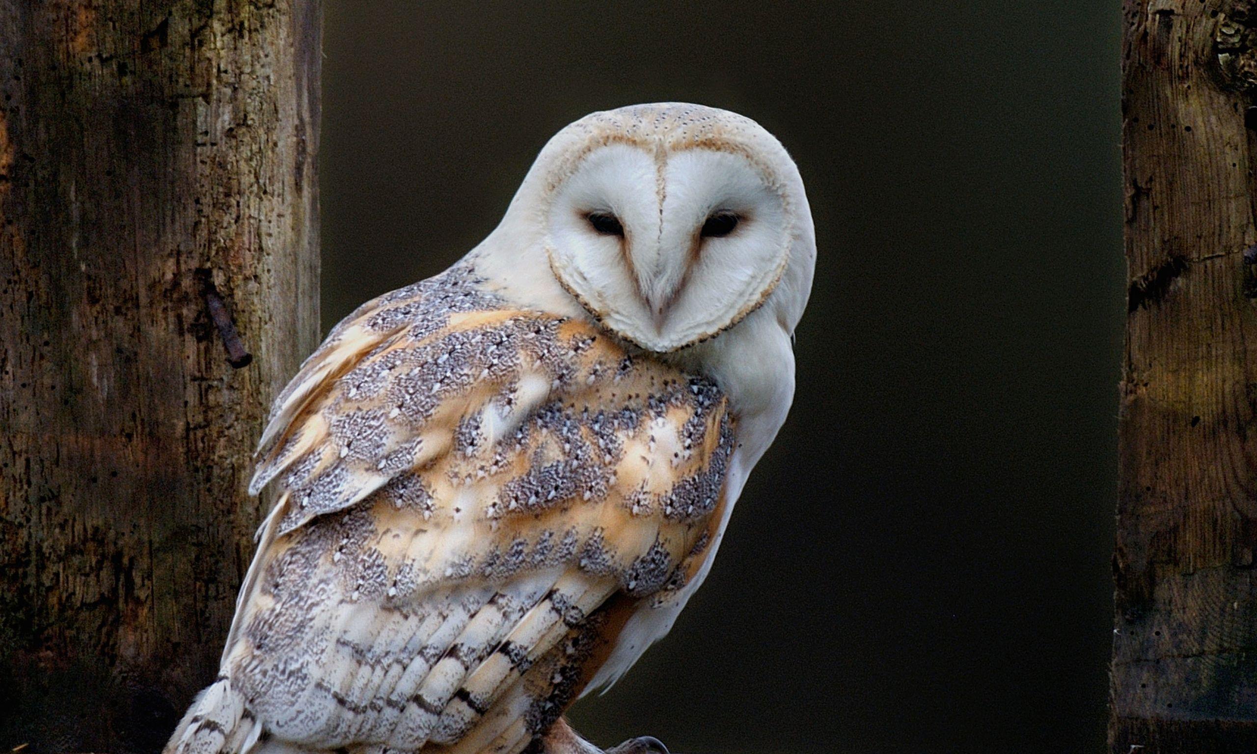 Barn Owl Wallpapers - Top Free Barn Owl Backgrounds - WallpaperAccess