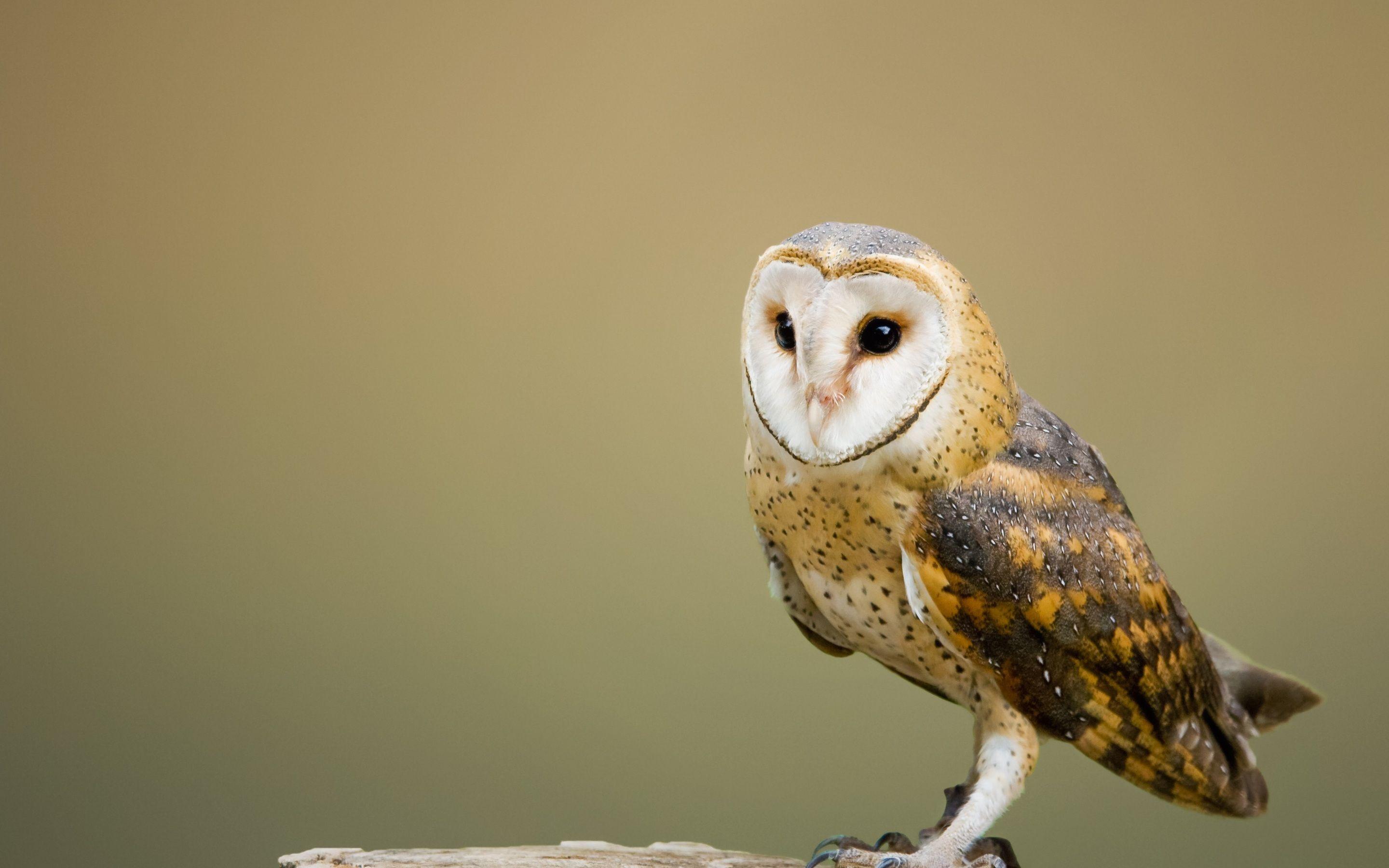 Barn Owl Wallpapers - Top Free Barn Owl Backgrounds - WallpaperAccess