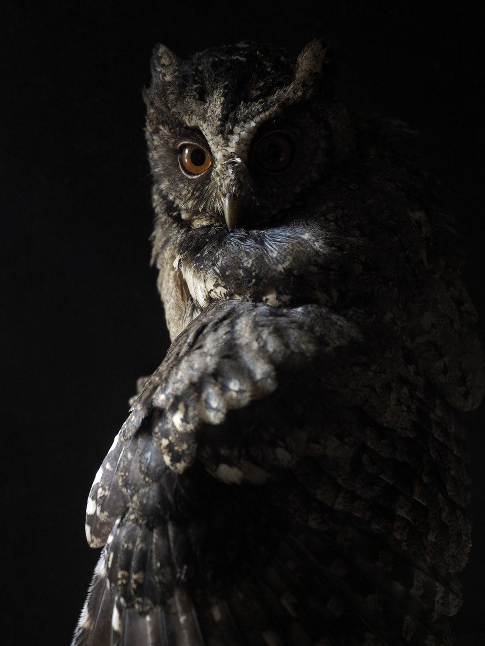 Colorful Owl Wallpapers - Top Free Colorful Owl Backgrounds ...