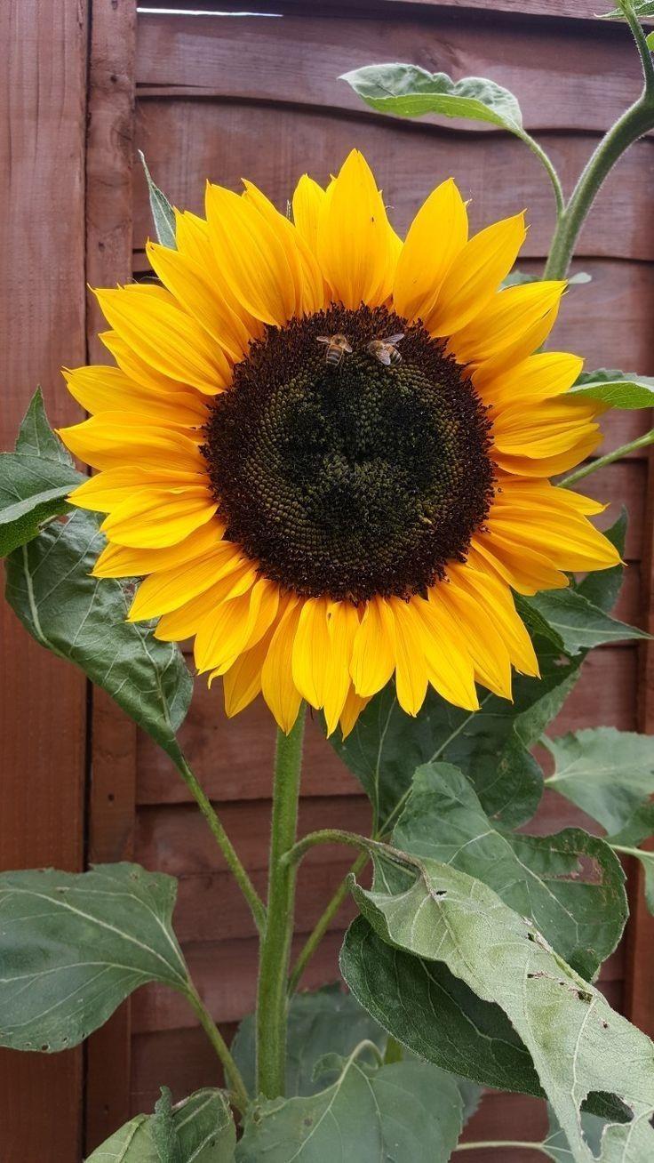 Autumn Sunflower Wallpapers - Top Free Autumn Sunflower Backgrounds ...