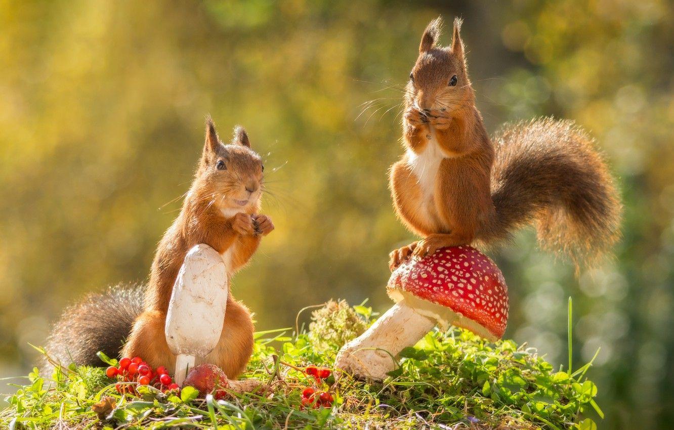 Autumn Animals Wallpapers - Top Free Autumn Animals Backgrounds ...