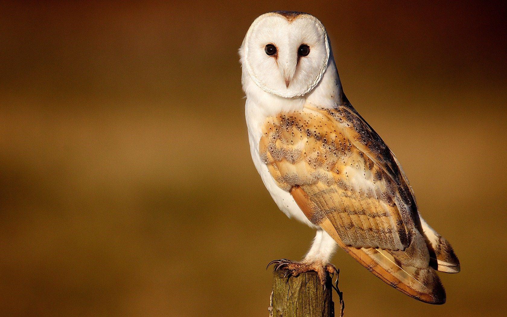 Barn Owl Wallpapers - Top Free Barn Owl Backgrounds - WallpaperAccess