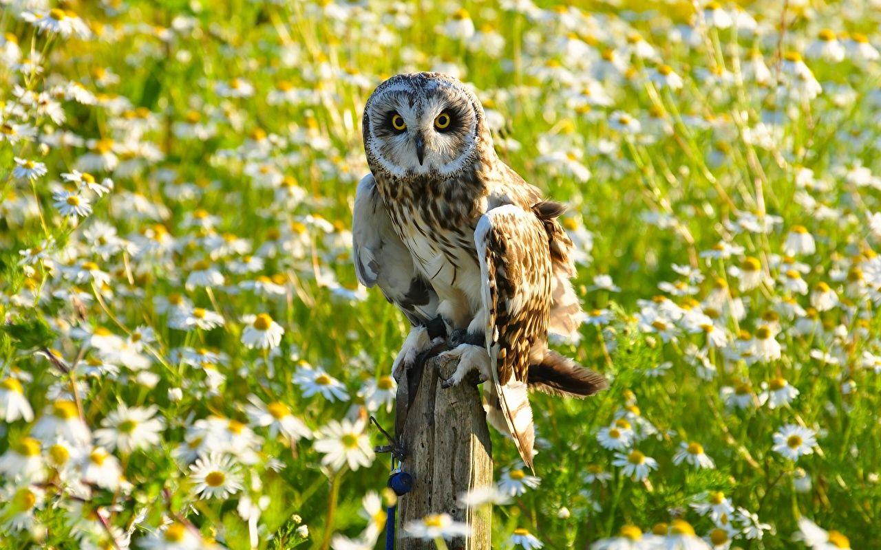 Spring Owl Wallpapers - Top Free Spring Owl Backgrounds - WallpaperAccess