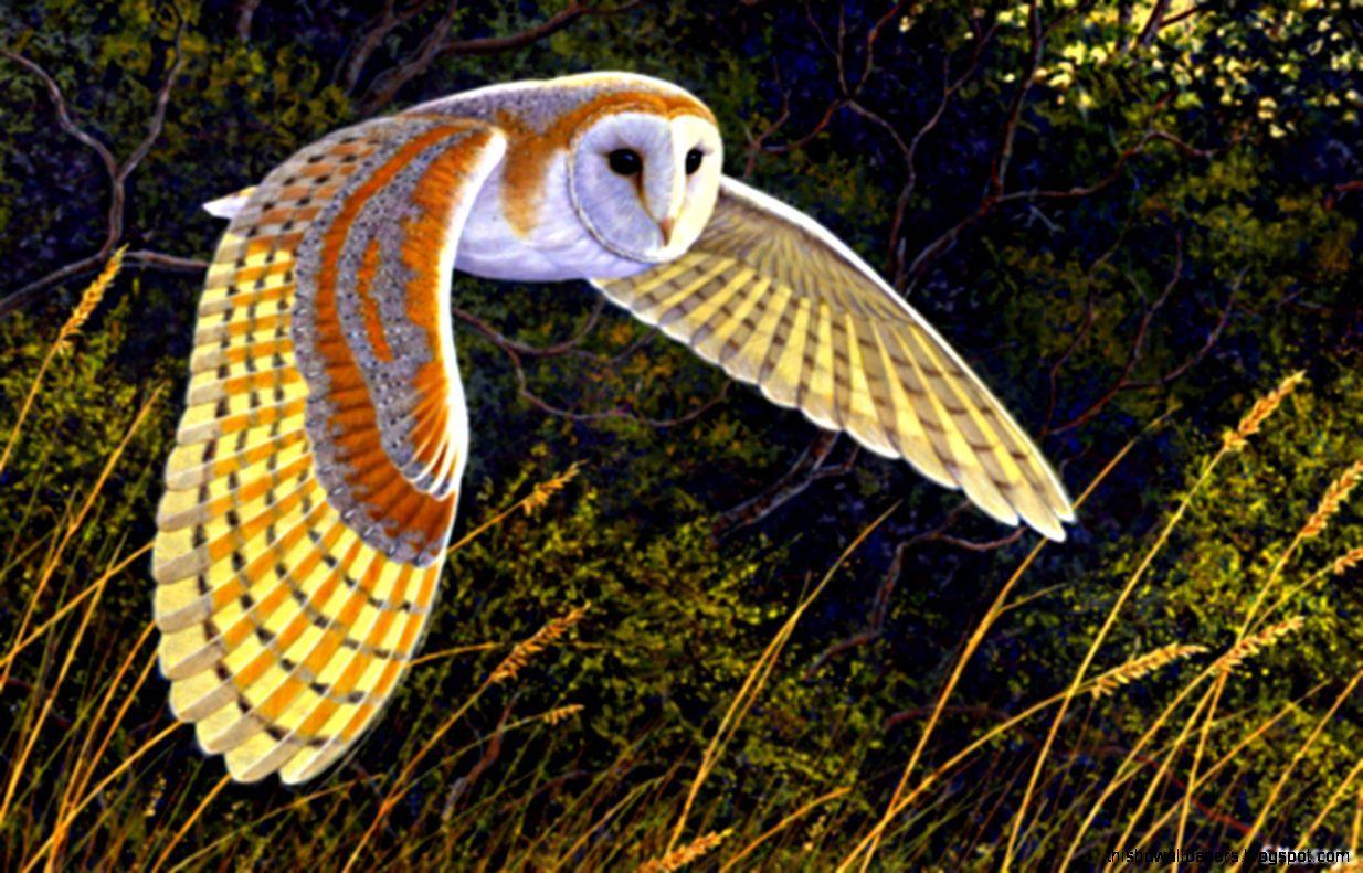 Barn Owl Wallpapers - Top Free Barn Owl Backgrounds - WallpaperAccess