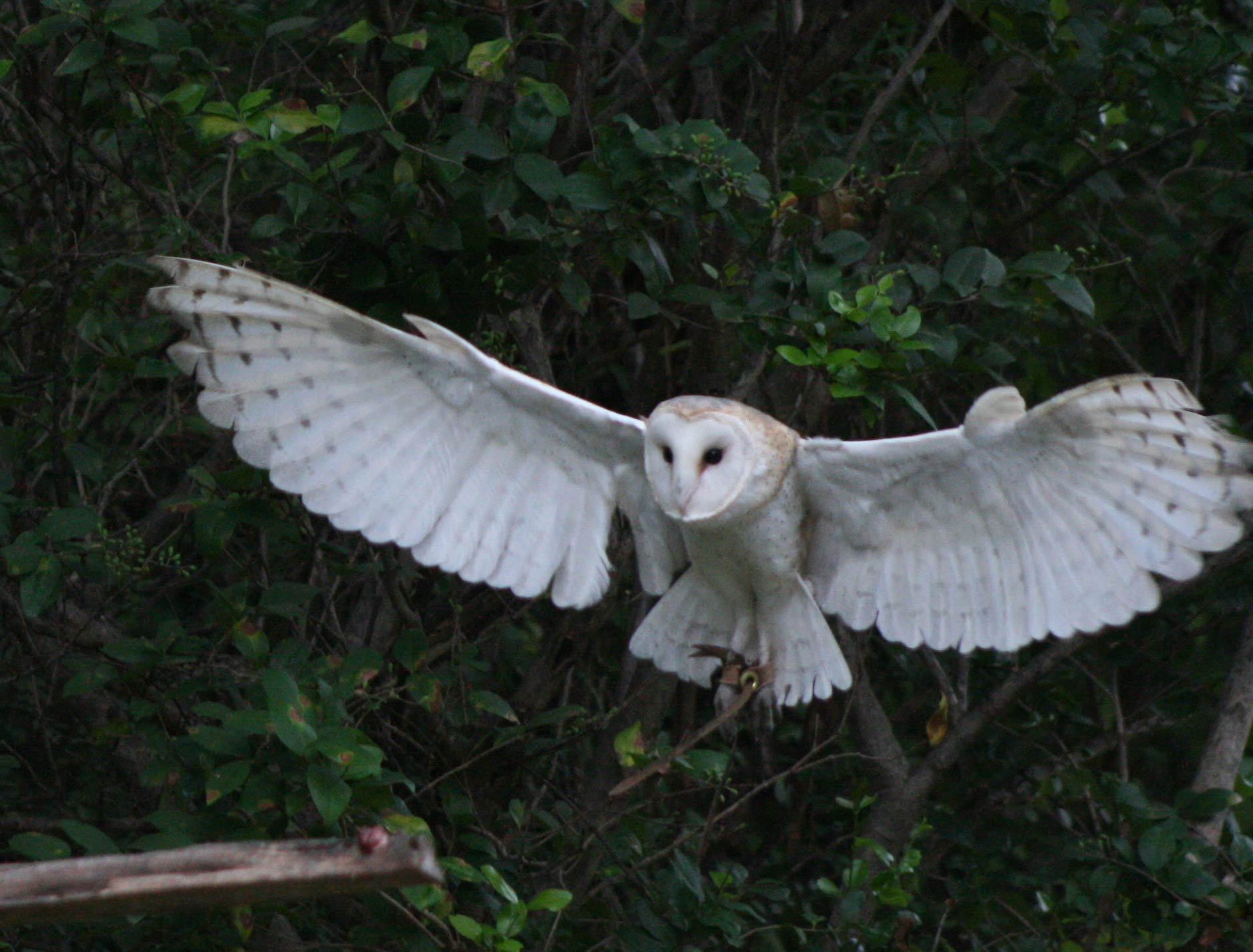Barn Owl Wallpapers - Top Free Barn Owl Backgrounds - WallpaperAccess
