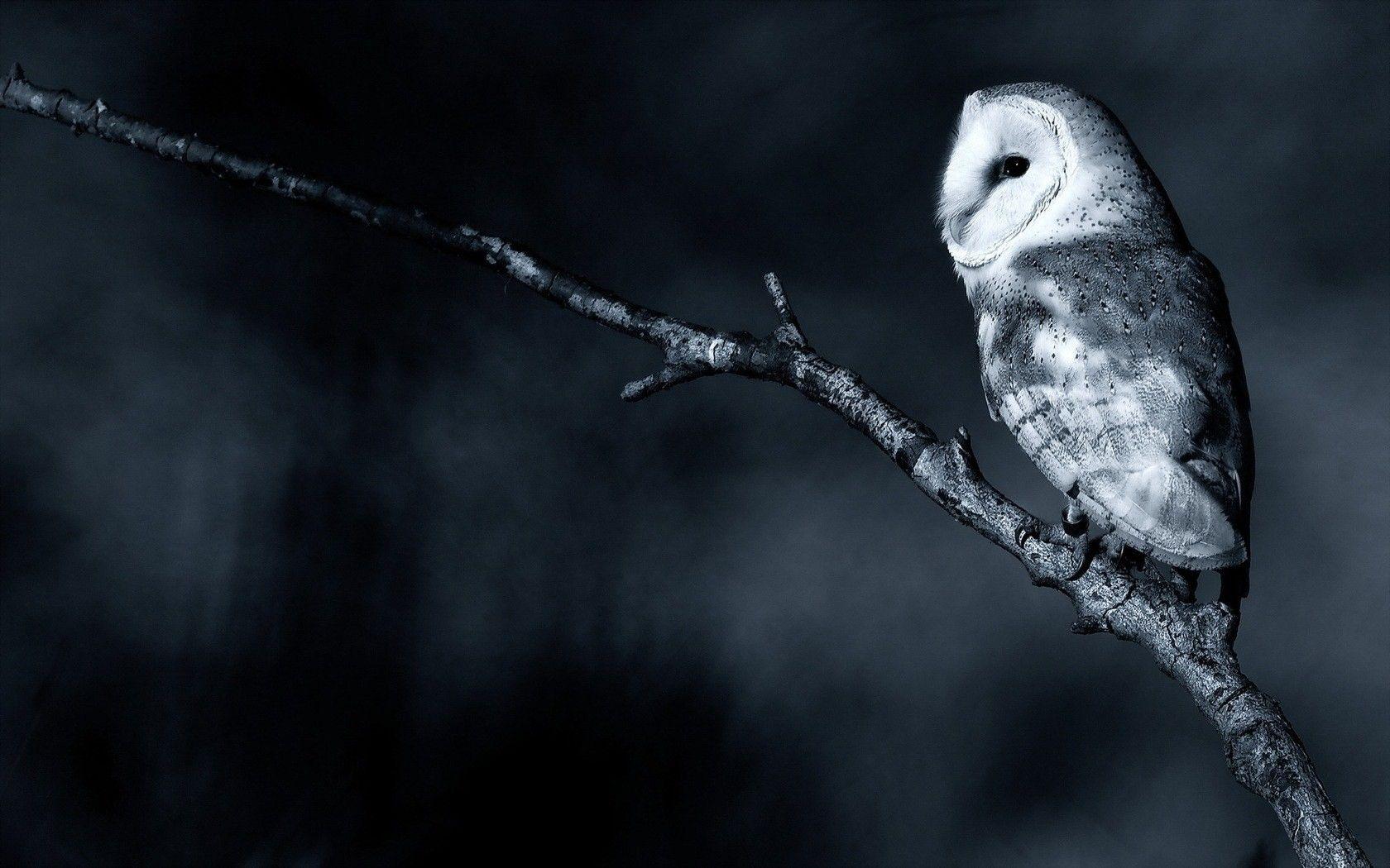 Barn Owl Wallpapers - Top Free Barn Owl Backgrounds - WallpaperAccess