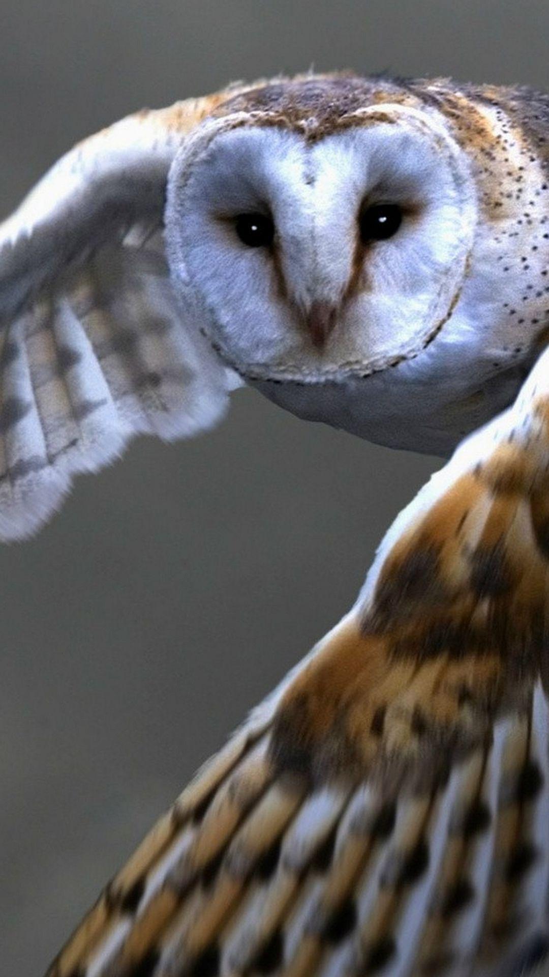 Barn Owl Wallpapers - Top Free Barn Owl Backgrounds - WallpaperAccess