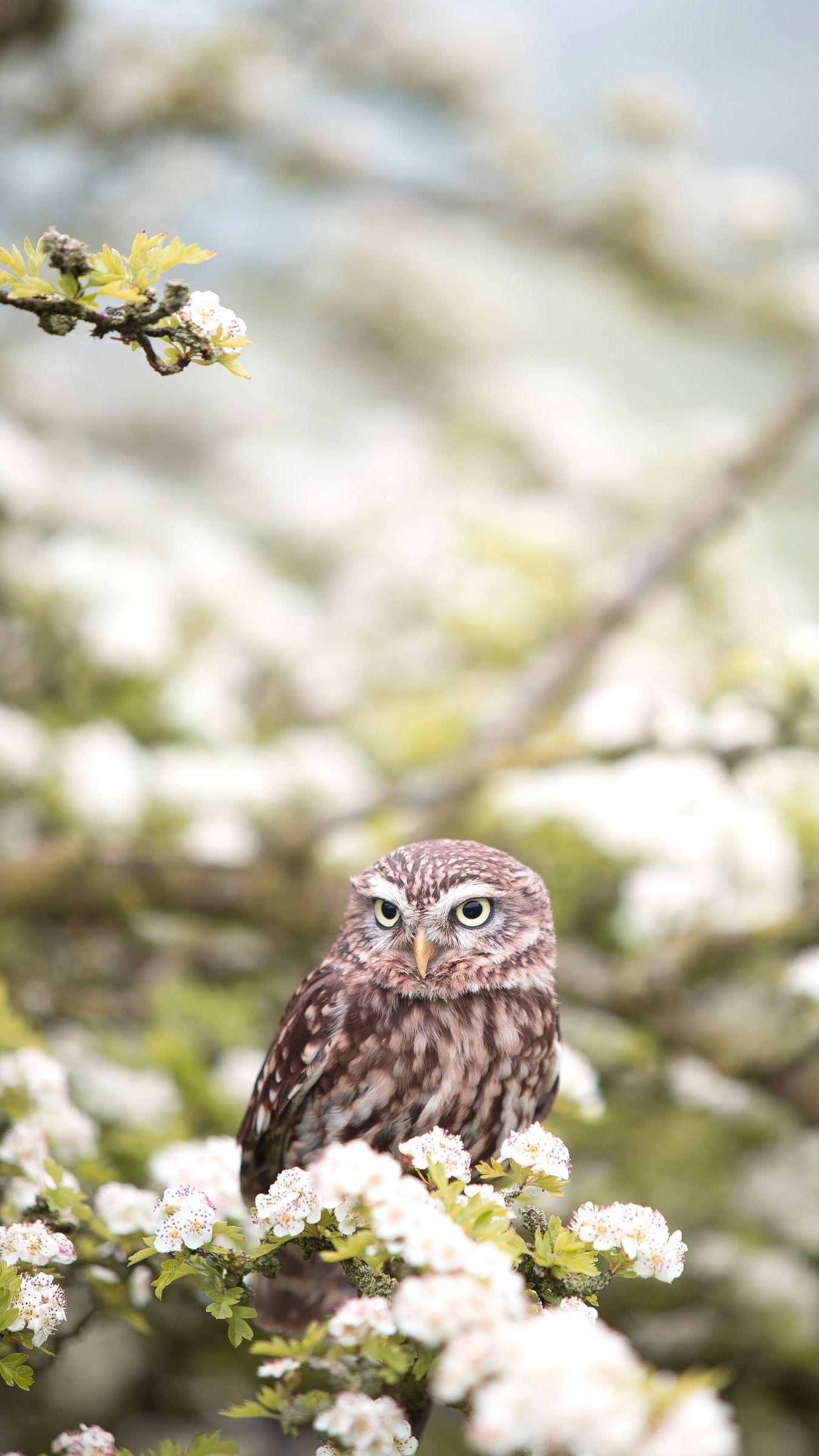 Spring Owl Wallpapers - Top Free Spring Owl Backgrounds - WallpaperAccess