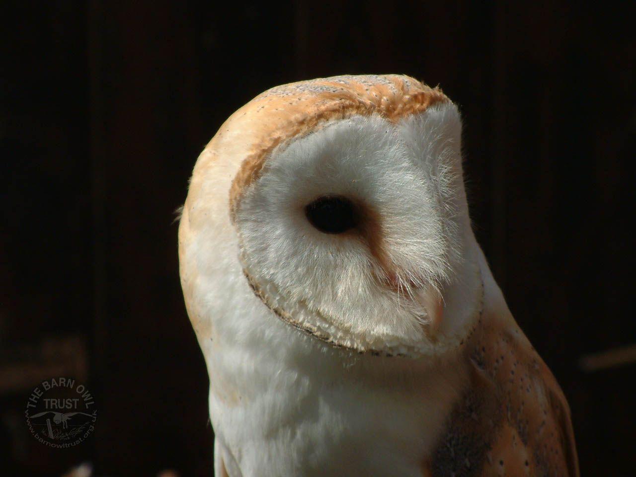 Barn Owl Wallpapers - Top Free Barn Owl Backgrounds - WallpaperAccess