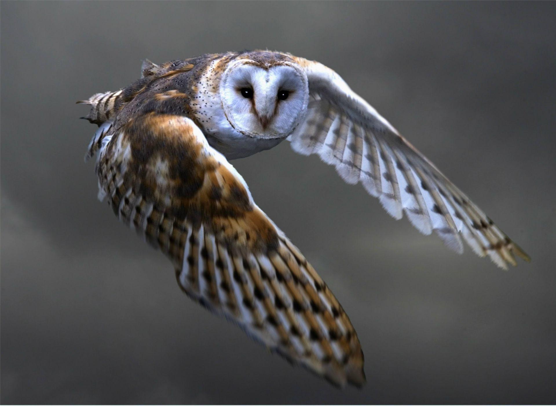 Barn Owl Wallpapers - Top Free Barn Owl Backgrounds - WallpaperAccess
